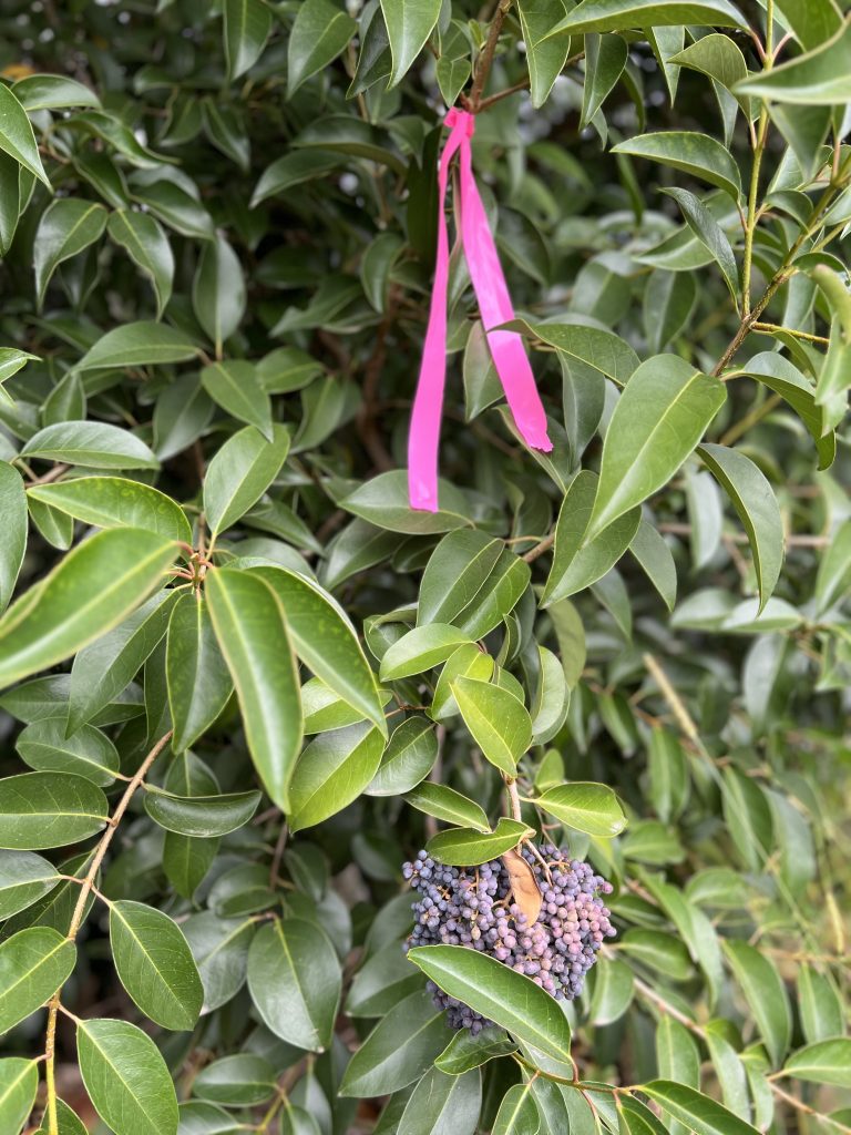 Noxious Weeds and Blue Mountains City Council - Dixons Trees