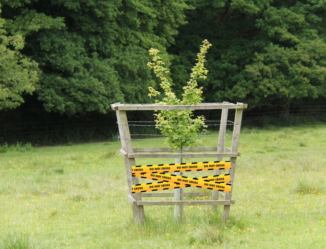 Preserve Trees with Expert Protection During Renovations